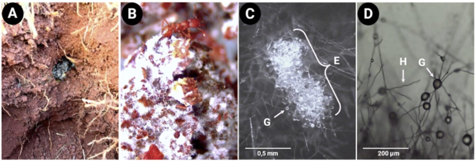 Microbiomas de formigas fungicultoras em diferentes biomas brasileiros ...