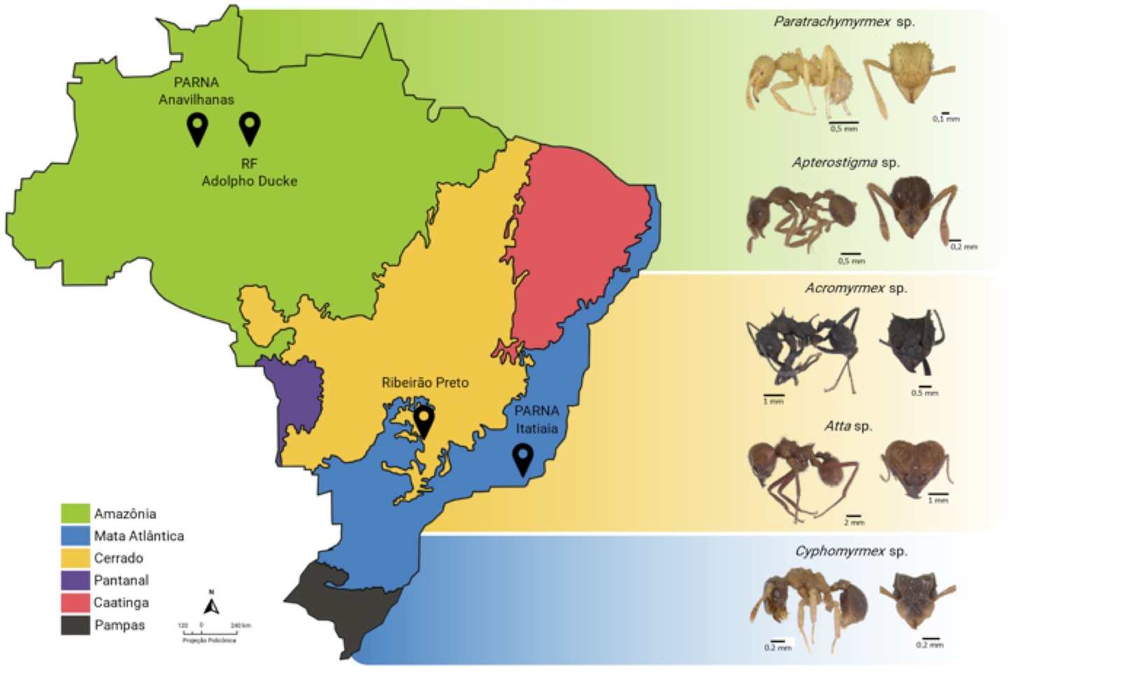 Microbiomas de formigas fungicultoras em diferentes biomas brasileiros ...