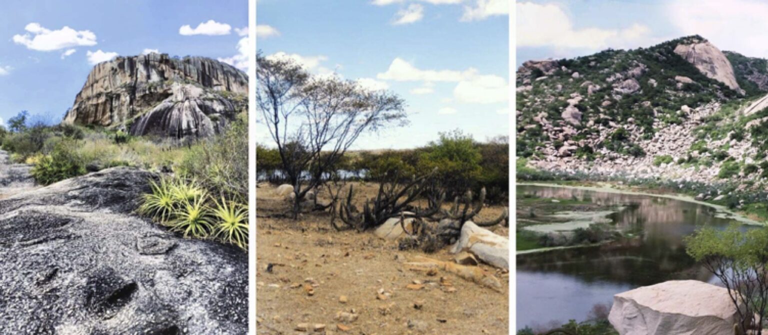 A Caatinga – Revista