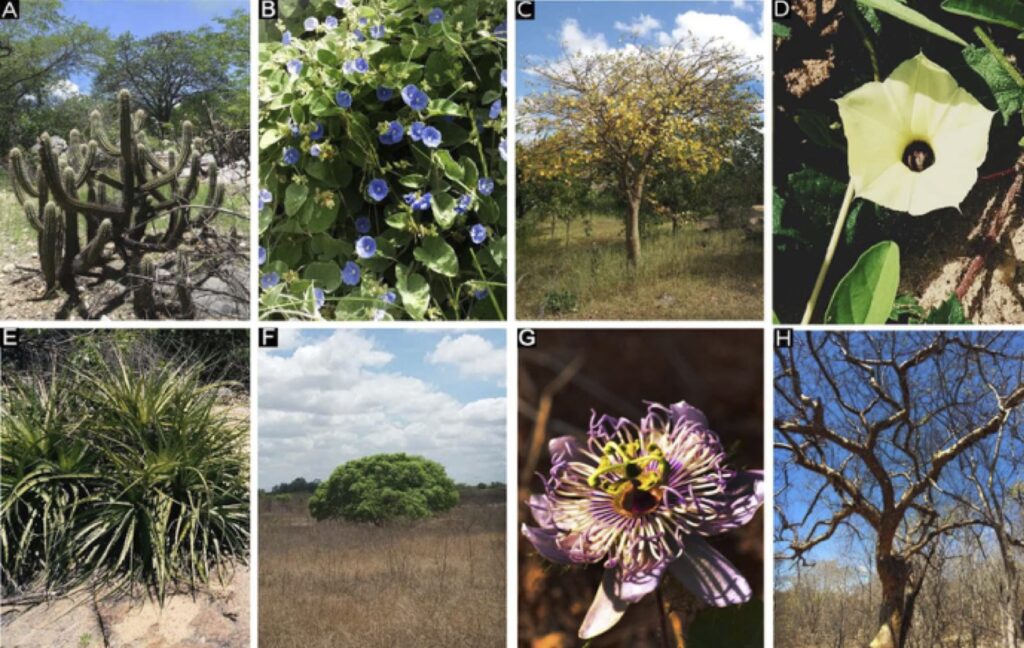 A Caatinga – Revista